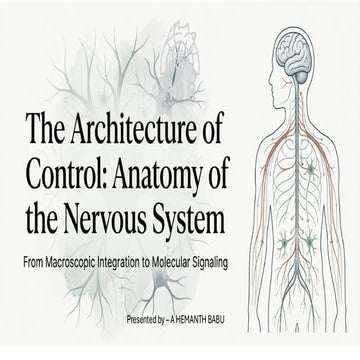 ANATOMY OF NERVOUS SYSTEM.pdf.pptx.>HBR. | PDF