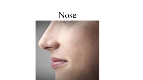 Nose Anatomy & Physiology | PPTX | Ear, Nose and Throat Conditions ...
