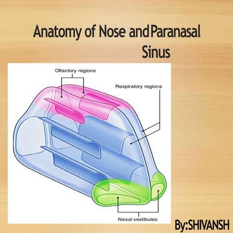 anatomy of Nose deep knowledge of nose anatomy | PPTX