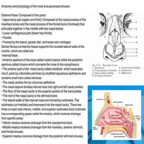 Pdf Anatomy Of The Nasal Cavity And Paranasal Sinuses