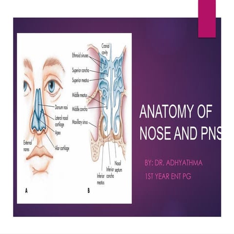 ANATOMY OF NOSE | PDF