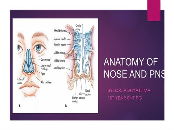 External Nose Anatomy Diagram Let's Get To Know The Nose 👃🏼 The