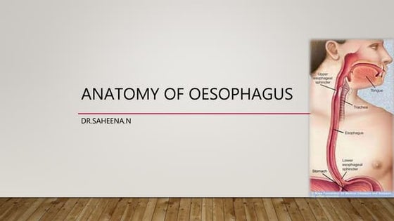 Anatomy of the oesophagus | PPTX