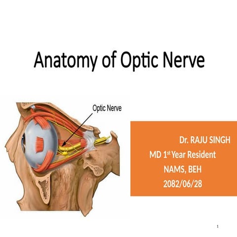 Anatomy of optic nerve | PPTX