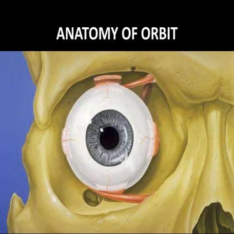 Anatomy of orbit | PPTX