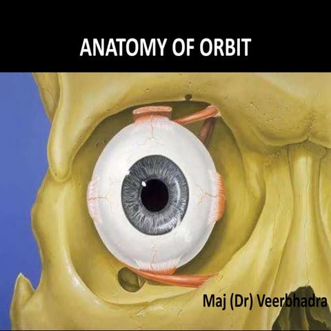 Anatomy of orbit | PPTX | Ear, Nose and Throat Conditions | Diseases ...