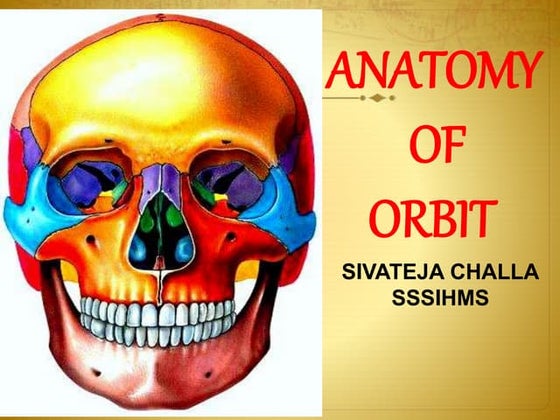 Orbital anatomy | PPT