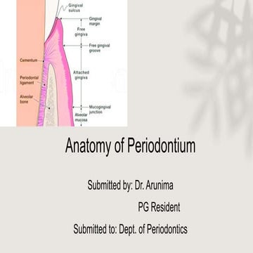 Clinical Periodontology - Introduction & Anatomy | PDF