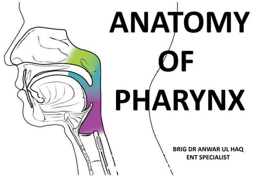 Anatomy of pharynx | PPTX