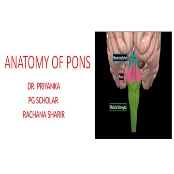Pons anatomy and syndromes | PPTX