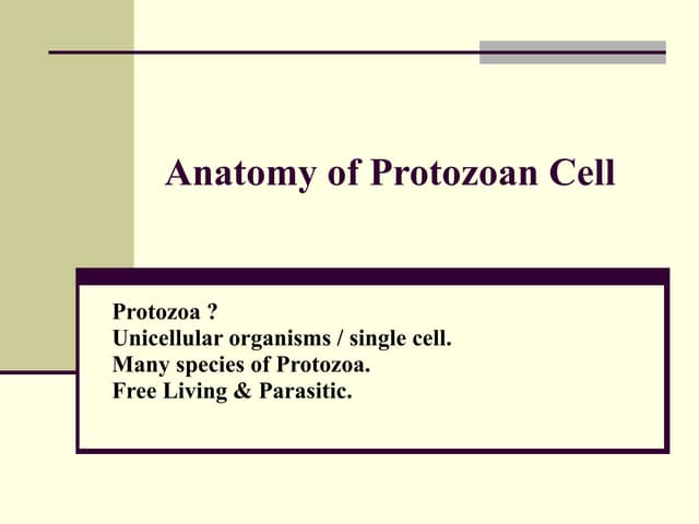 Protozoa Structure | PPT