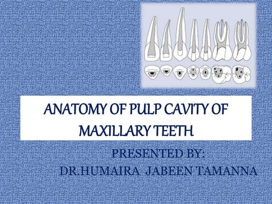 Anatomy of pulp chamber | PPTX | Dental Health | Diseases and Conditions