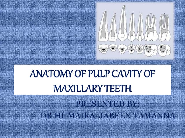 Anatomy of pulp chamber | PPTX