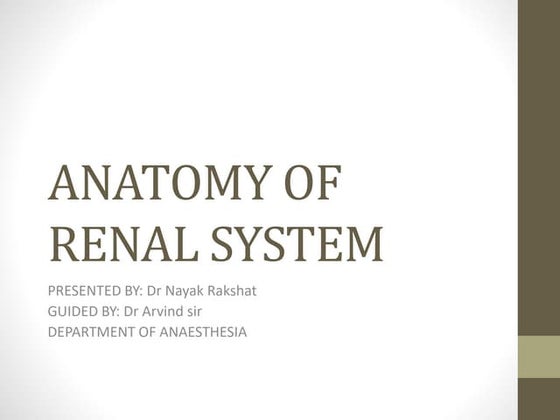 Urinary System Anatomy - ppt | PPT