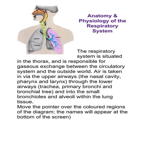 upper and lower of respiratory system | PPT