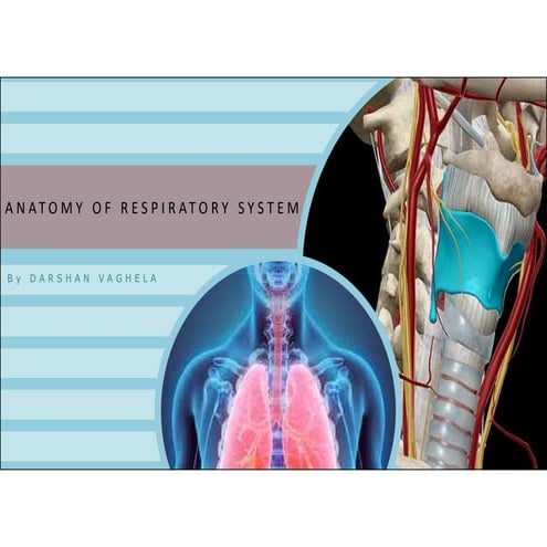 Anatomy of respiratory system | PDF