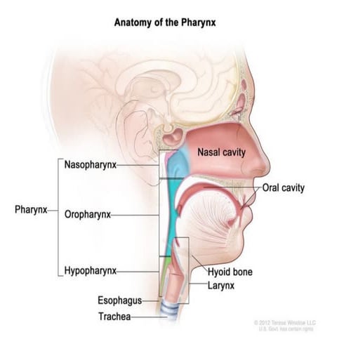 ١anatomy of respiratory system- Copy.pptx
