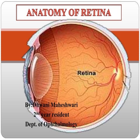 Anatomy of retina | PPTX