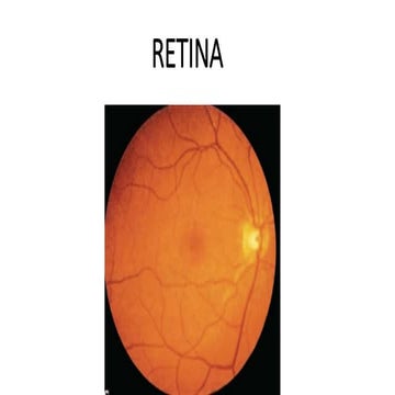 ANATOMY OF RETINA.pptx