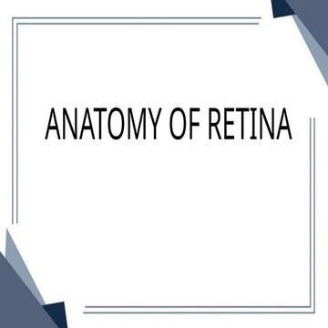 ANATOMY OF RETINA !.pptx with detailed description | PPTX | Eye and Vision Conditions | Diseases ...