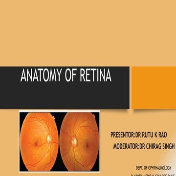 Anatomy of Retina | PPT