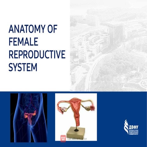 Anatomy and physiology vulva vagina.pptx