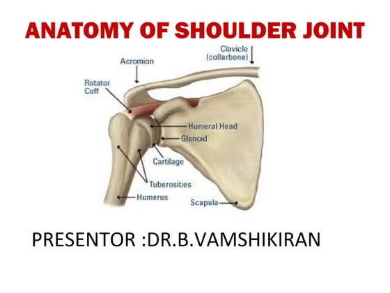 Scapular region | PPT
