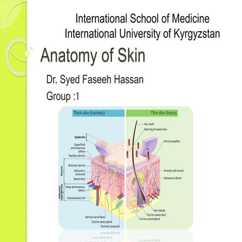 Skin anatomy | PPT