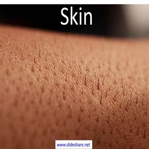 anatomy and physiology of skin layers .pptx