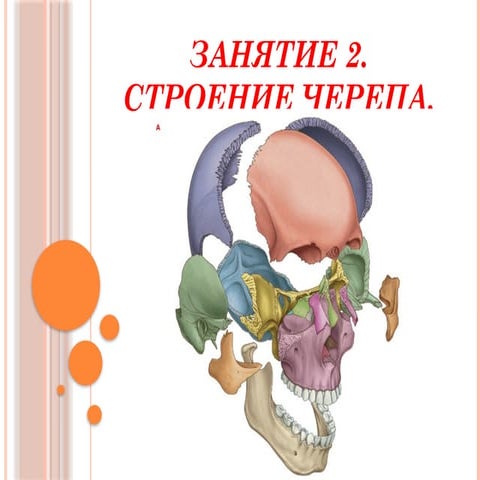 Anatomy of skull Facial and Cranial.pptx