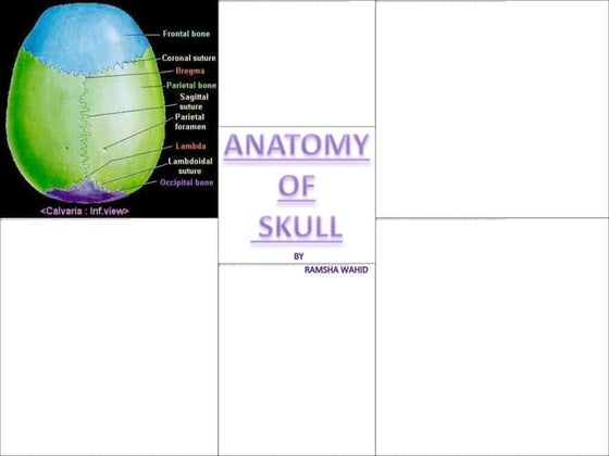 Anatomy of the Skull | PPT | Bone and Joint Conditions | Diseases and ...