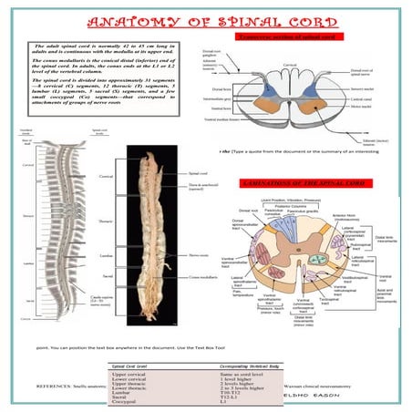 Anatomy of spinal cord | DOC