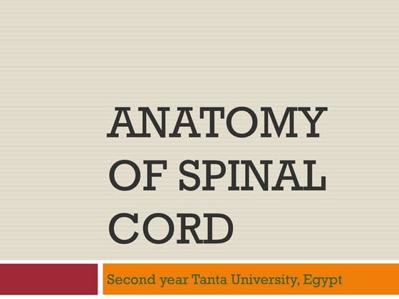 Spinal cord | PPT