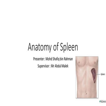 Anatomy of Spleen.pdf
