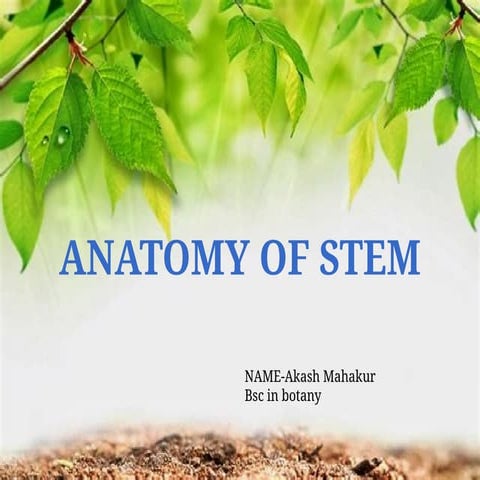 Anatomy of stem,root and leaf of rice | PPTX