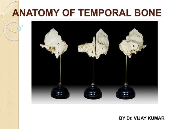ANATOMY OF EXTERNAL AUDITORY CANAL | PPT