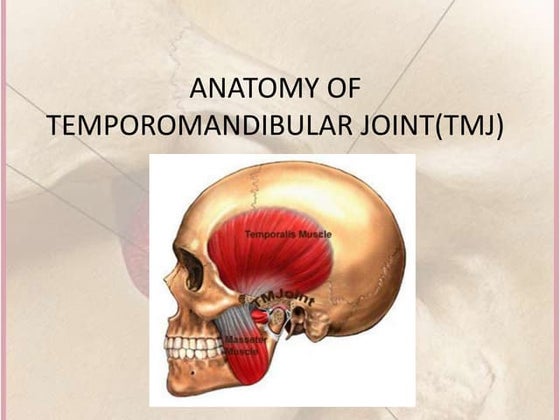Temporomandibular Joint Anatomy Ppt