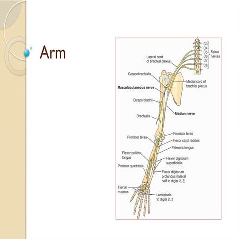 The anatomy of the arm | PPT