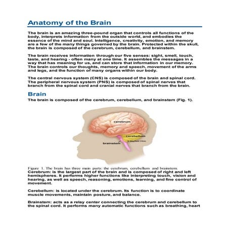 Anatomy Of The Brain Ppt Amazon.com: Brain Anatomy Powerpoint