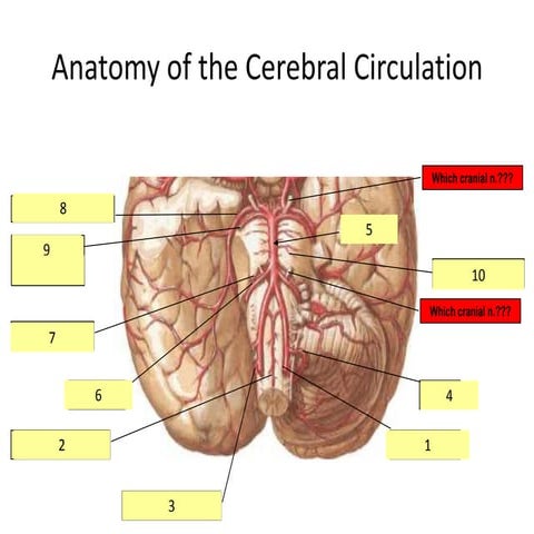 Anatomy of the cerebral circulation Week 5 objective | PPTX