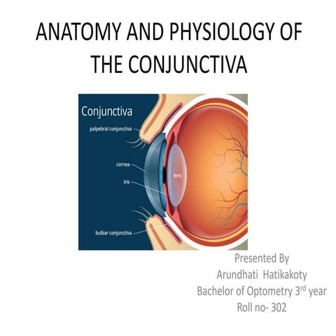Conjunctiva Diagram