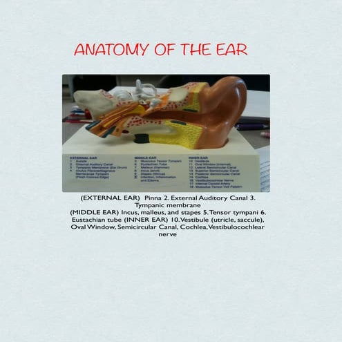 Anatomy of the ear | PDF