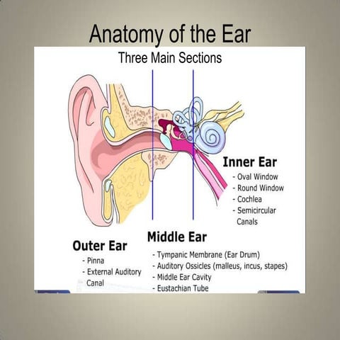 Human ear | Anatomy of the ear | Gaurav singh Rajput | PDF