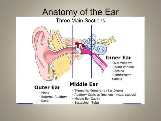 ear anatomy, structures, functions | PDF