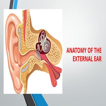 Anatomy of external ear | PPT