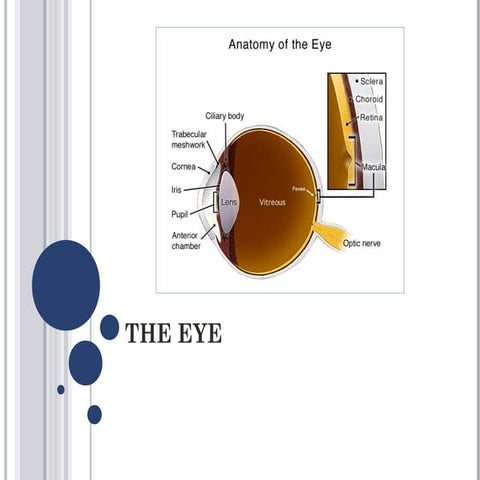 Anatomy of the eye | PPT