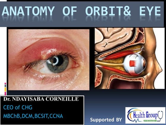 Ear Anatomy | PPTX | Ear, Nose and Throat Conditions | Diseases and ...