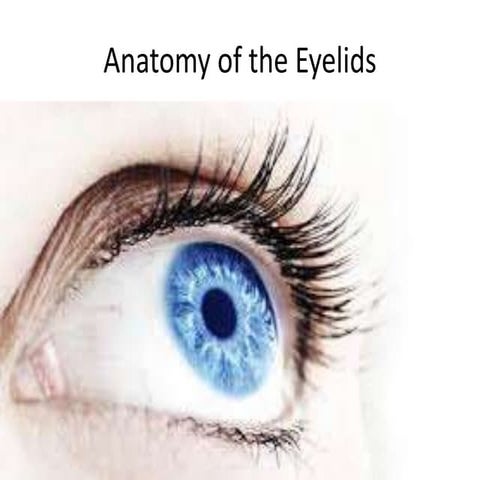 Anatomy of the eyelids | PPTX