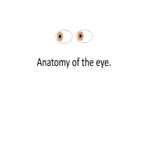 Anatomy of the eye presentation 2.ppt