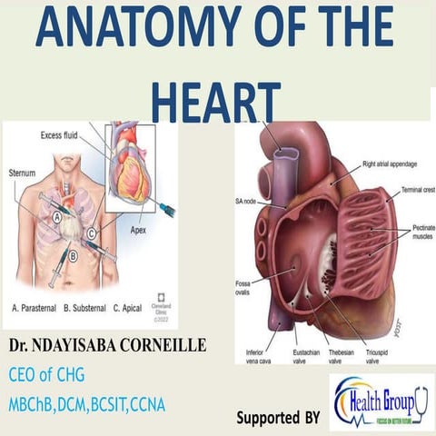 Anatomy of The Heart.pptx